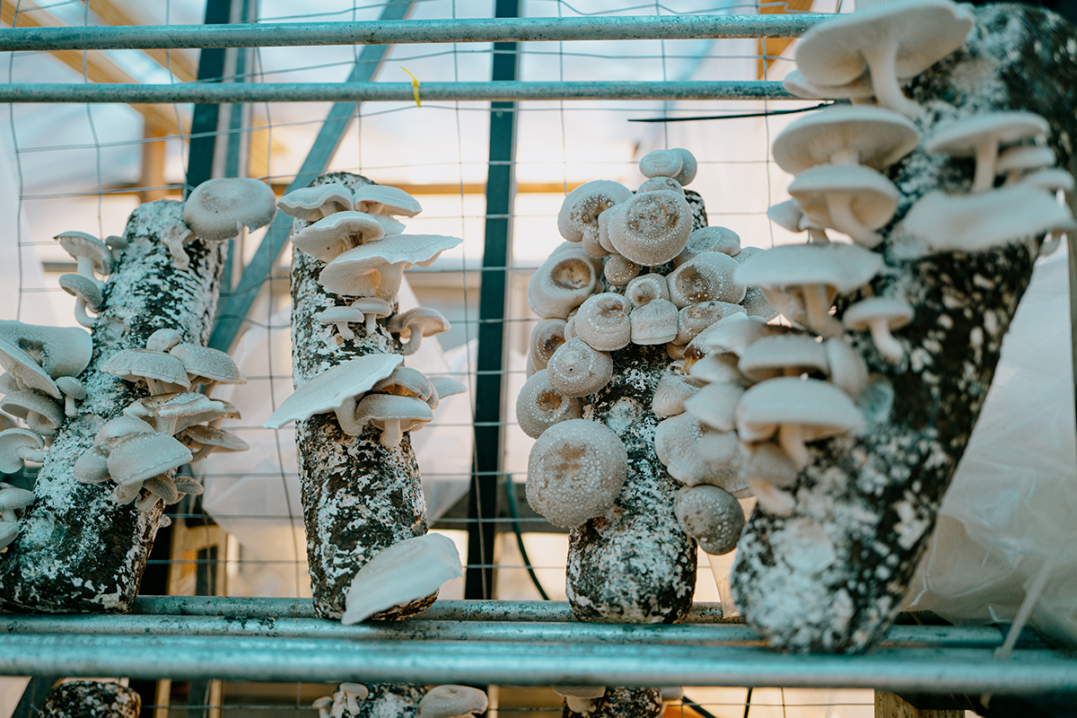 Weekend Update: Mushroom farm tour, live theater and more North Fork fun