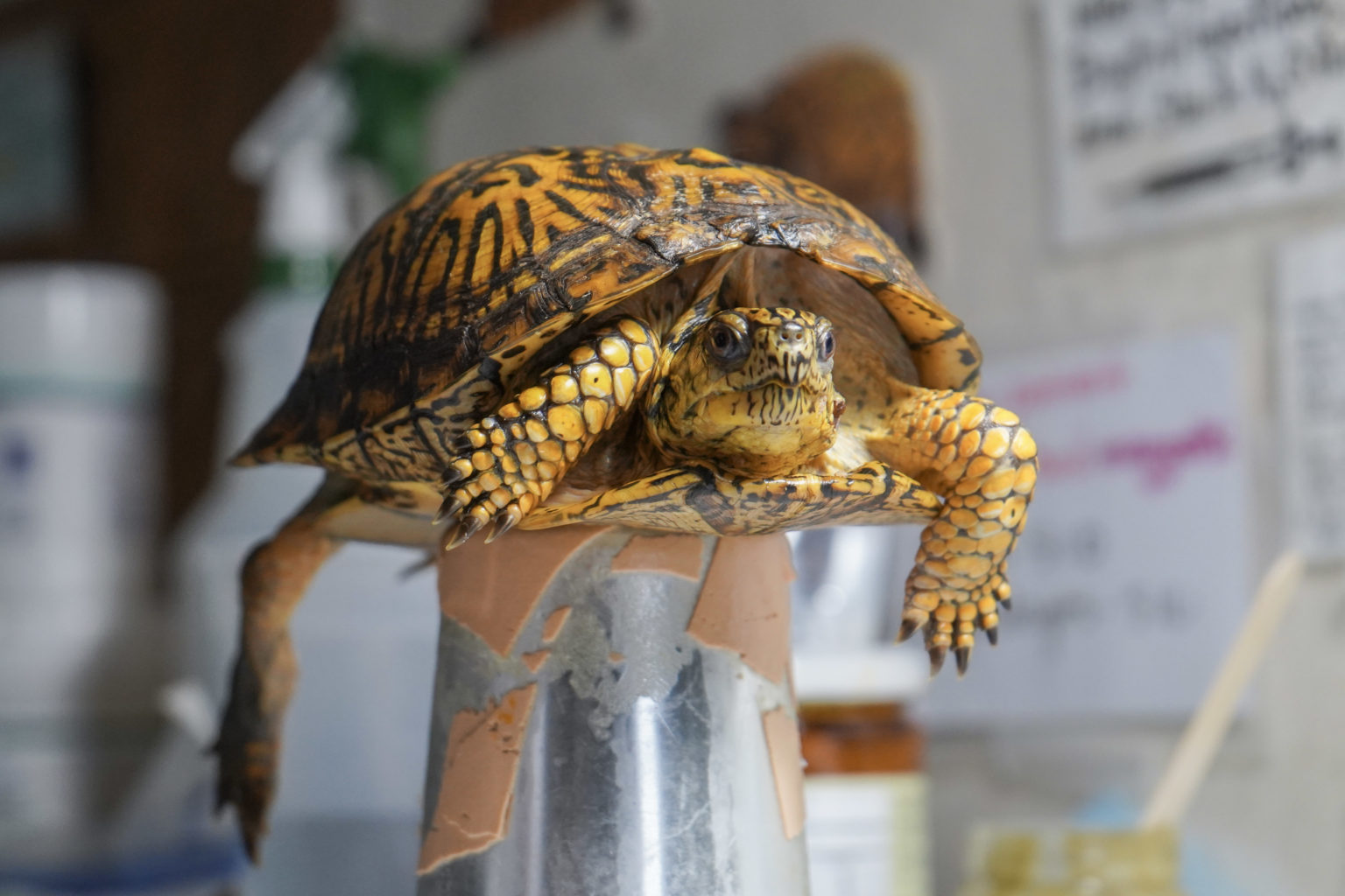 One Minute on the North Fork: A visit to Turtle Manor