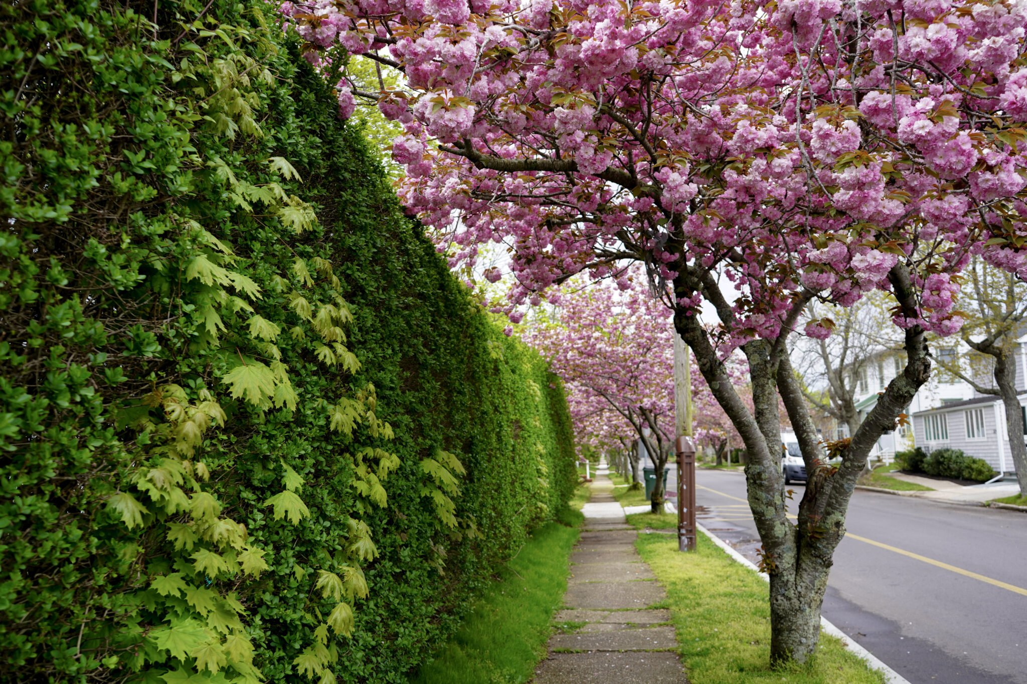 Blossoms Blooming: Greenport’s Cherry Blossom Festival kicks off this ...