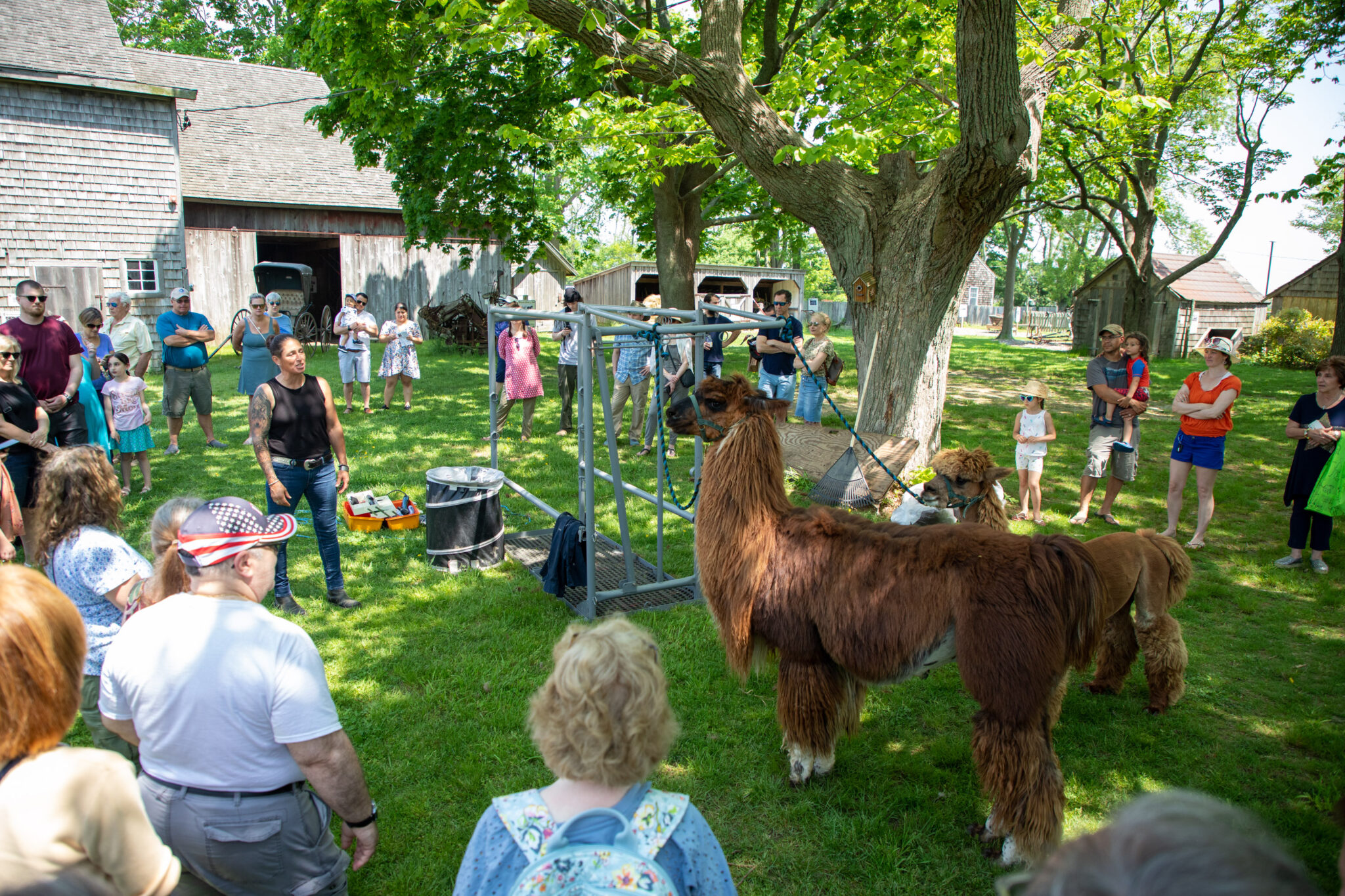 The annual Fleece & Fiber Festival returns to Hallockville Museum Farm