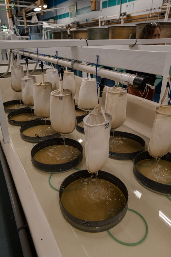 A day in the life of the Clamity Janes