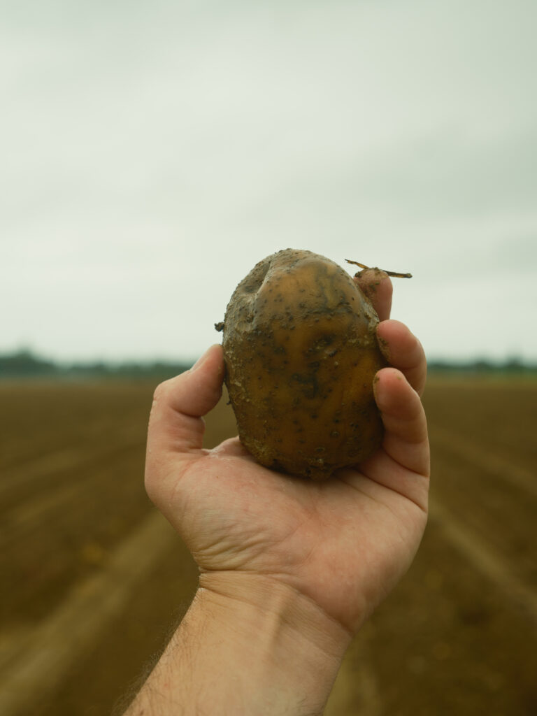 Potato farming hangs on: Legacy North Fork potato farmers dwindle as ...