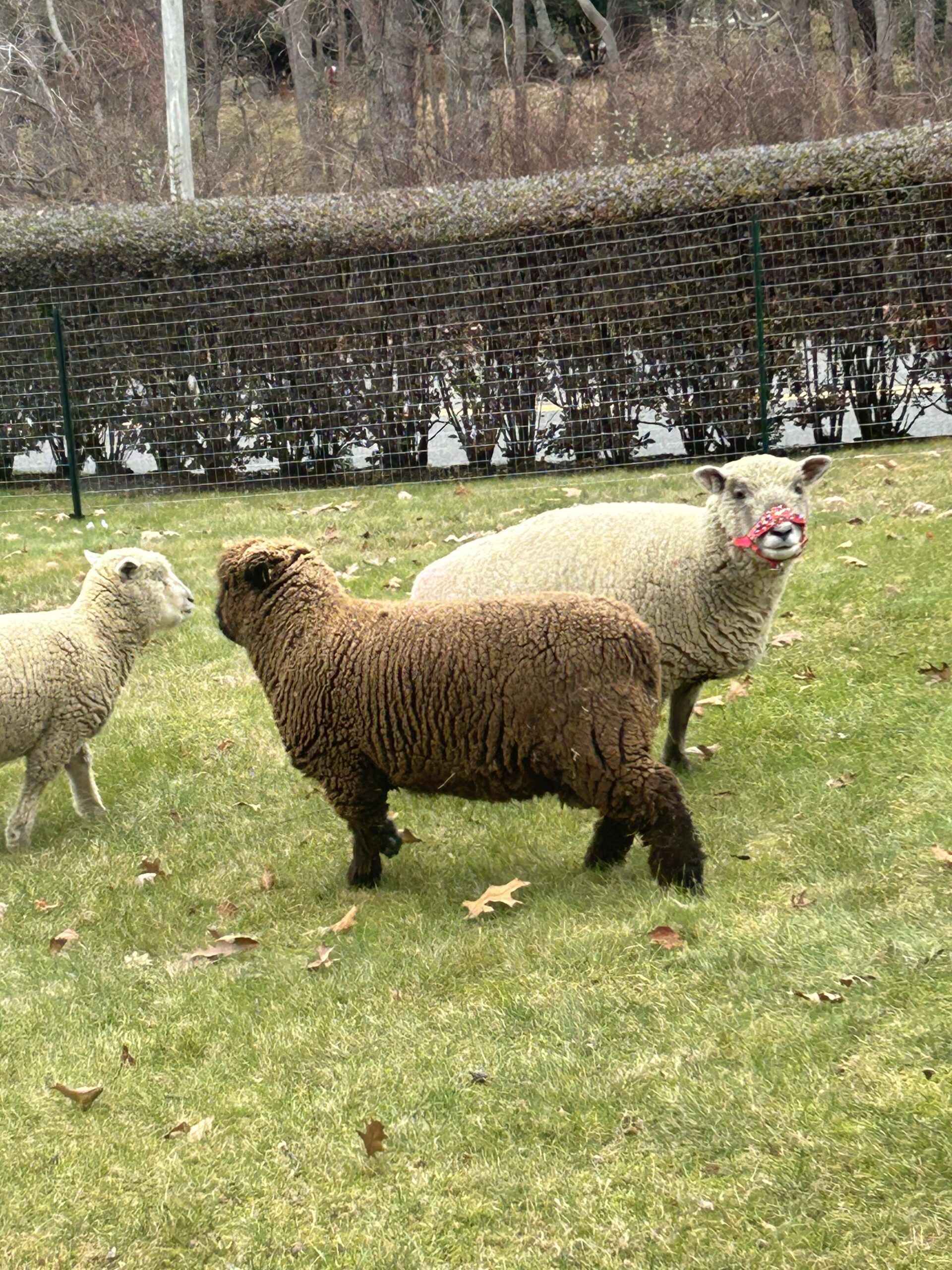 Pleased to meet ewe! Lambs roam at Ram's Head Inn