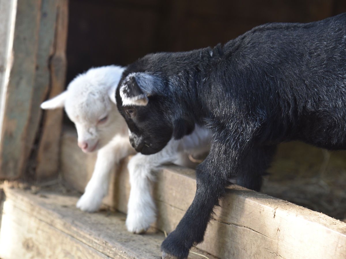 Baby Animal Festival - Northforker